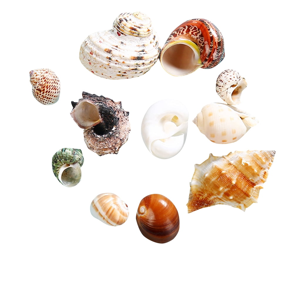 EastVita 11pcs Hermit Crab Shells Medium Small Growth Turbo Seashells ...