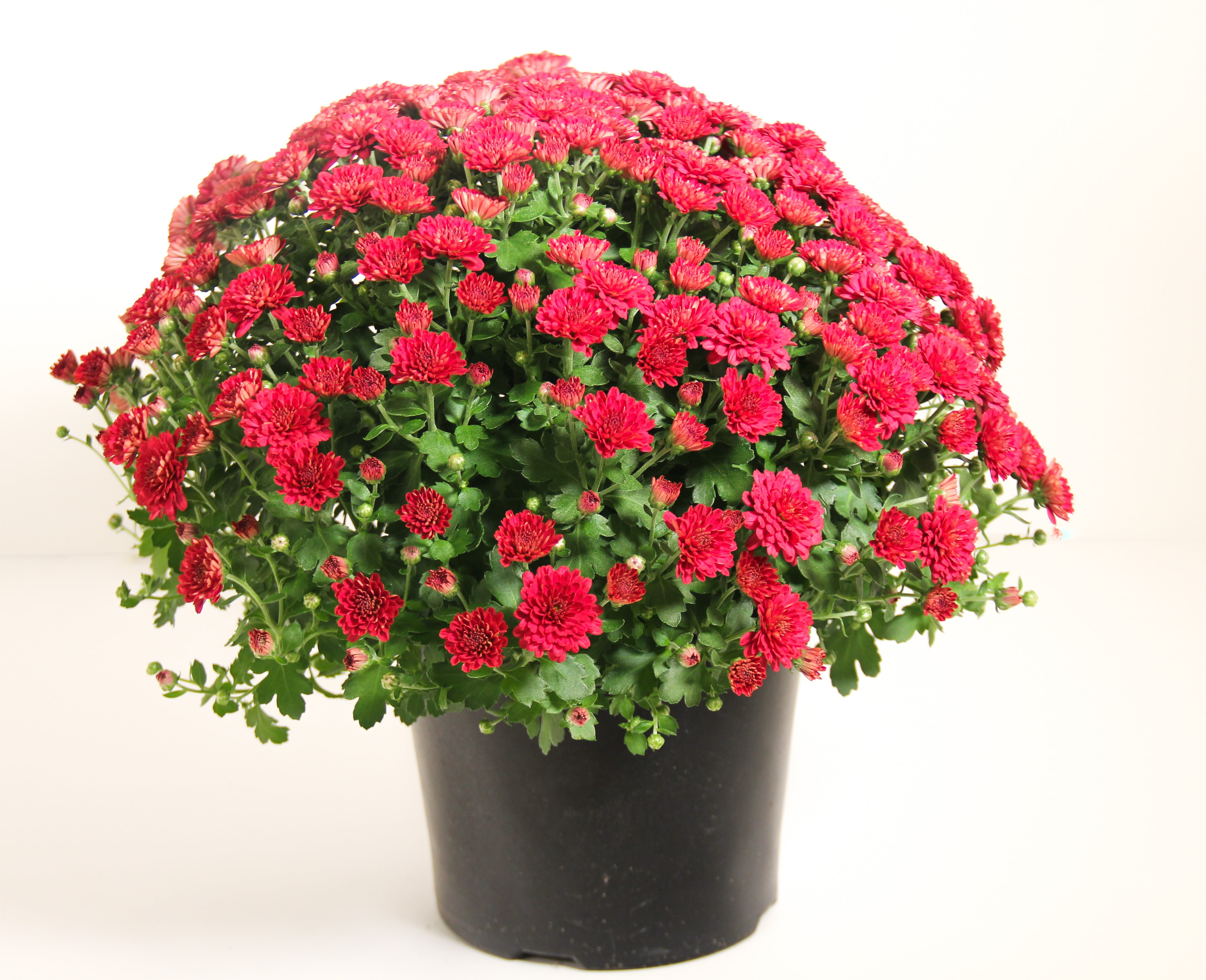 EG 3QT Red Garden Mum Full Sun Live Plants (2 Pack) with Grower Pots