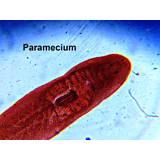 ScienceWiz Cells Under a Microscope Kit - Walmart.com