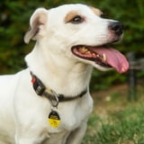 Smart NFC Pet Locator ID Tag - Smart Pet Tag for Dogs & Cats - Walmart.com