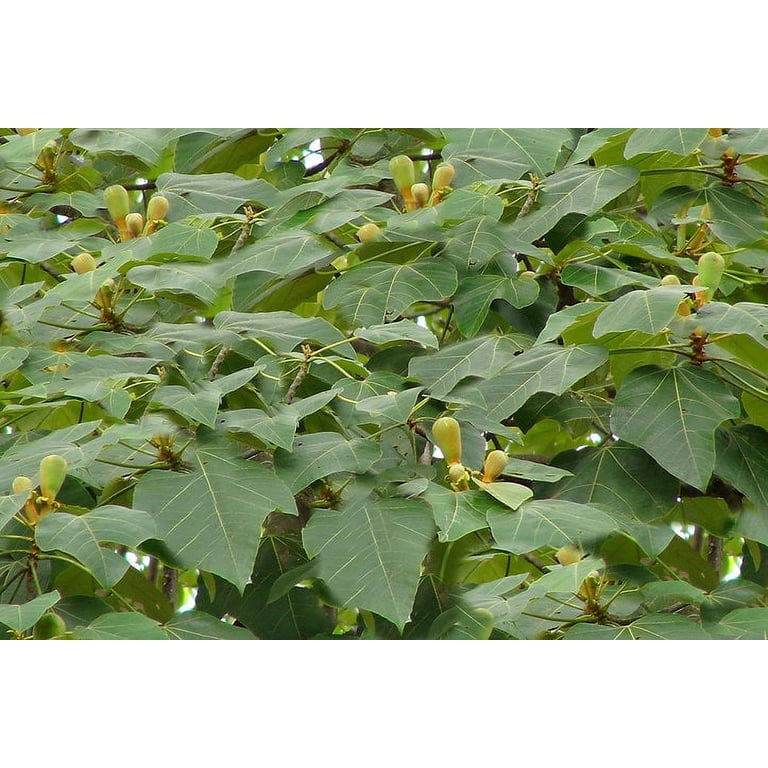 Ochroma Lagopus Rare Balsa Tree Seeds Fast Grower Attracts Butterflies