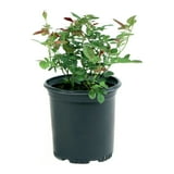 National Plant Network 1 gal. 2-N-1 Freedom Rose with Pink and Red ...
