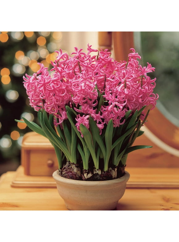 Hyacinth Bulbs in Plant Bulbs - Walmart.com