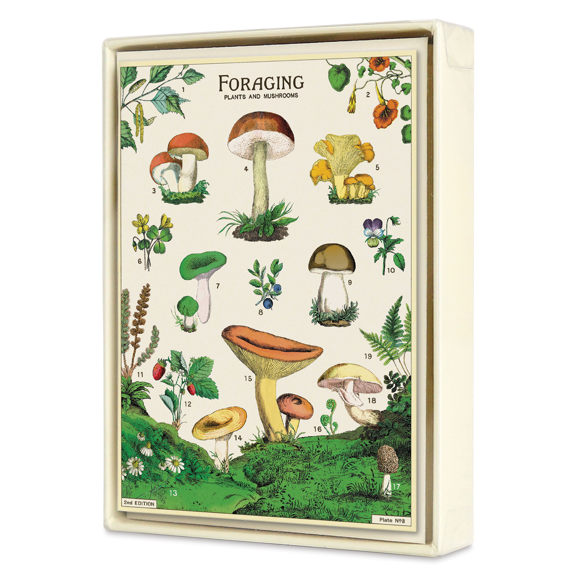 Cavallini Foraging Boxed Note Cards - Set of 8 - Walmart.com