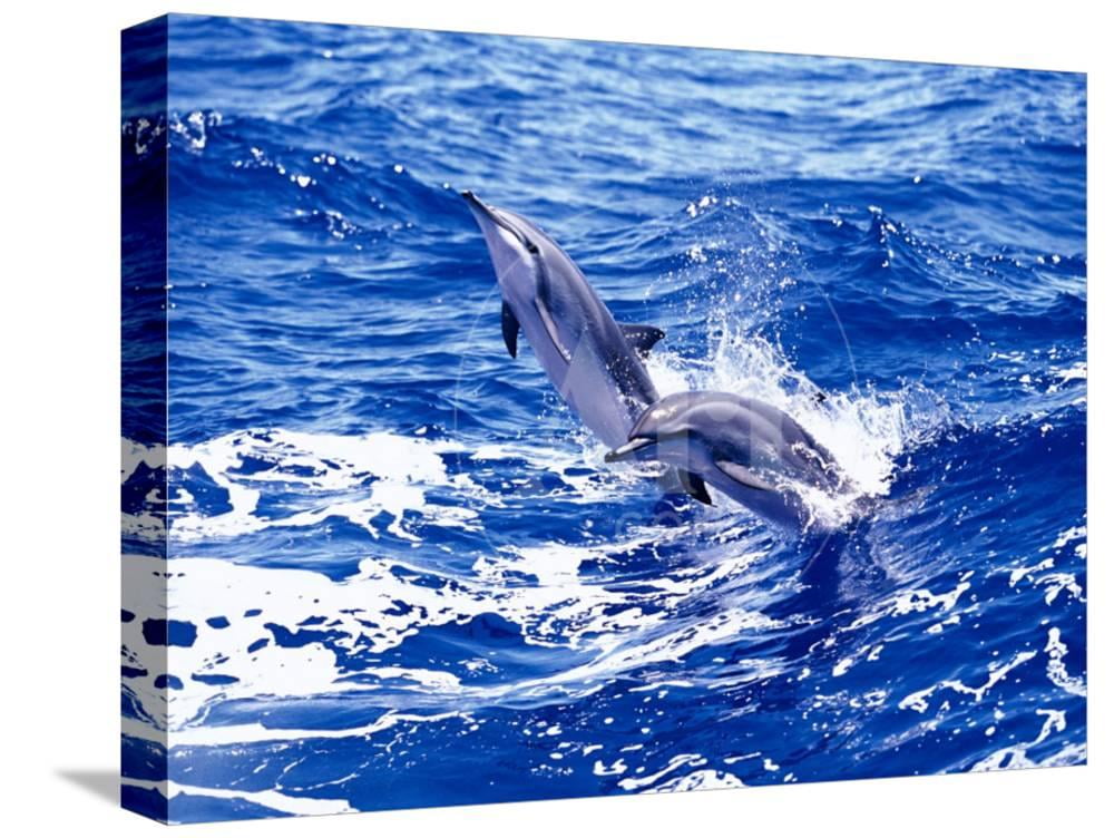 Leaping Clymene Dolphins, Gulf of Mexico, Atlantic Ocean, Animals ...