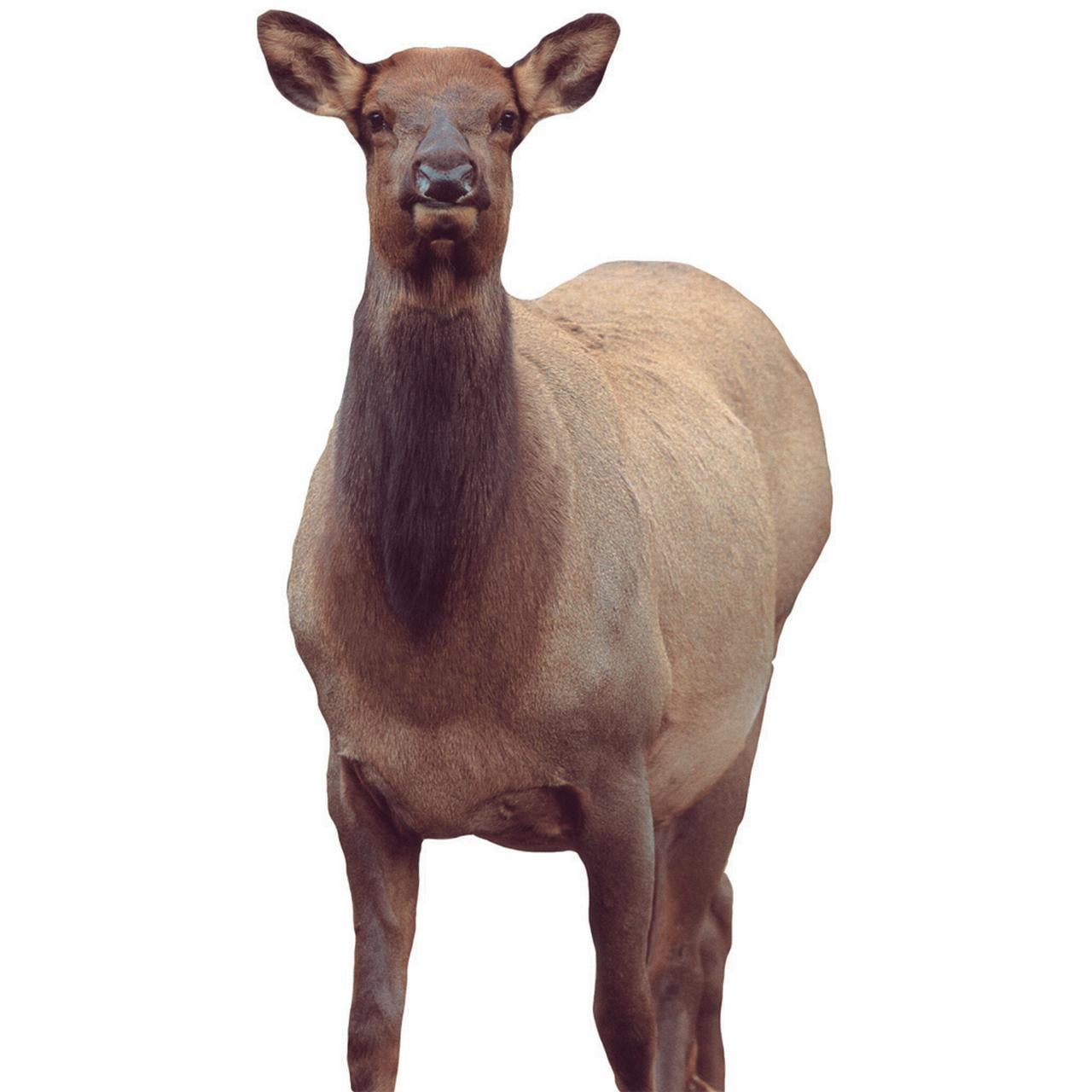 Montana Decoy Eichler Elk Decoy - Walmart.com