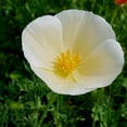TomorrowSeeds - White Linen California Poppy Seeds - 500+ Count Packet ...