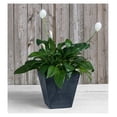 ArtStone Ella Square Planter, 12 Inch Black Flower Pot - Modern Indoor ...