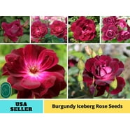 PEMDASGARDEN 30 Rare Blue Climbing Rose Bush Seeds, 3-4 Feet, Hardy ...