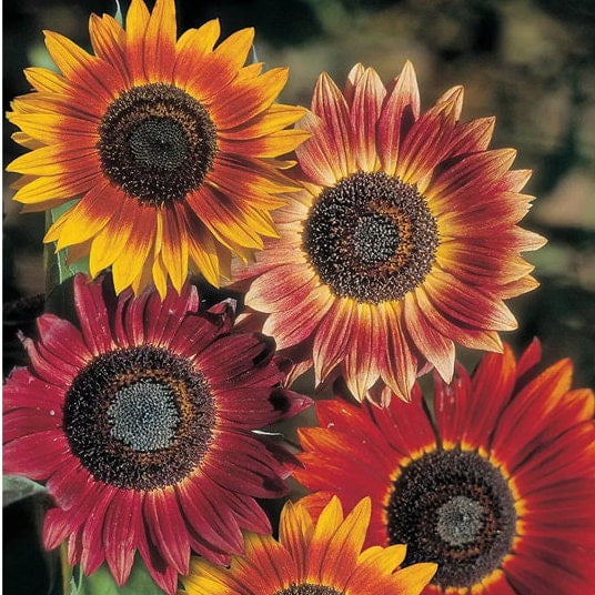 Flowers Partial Sun