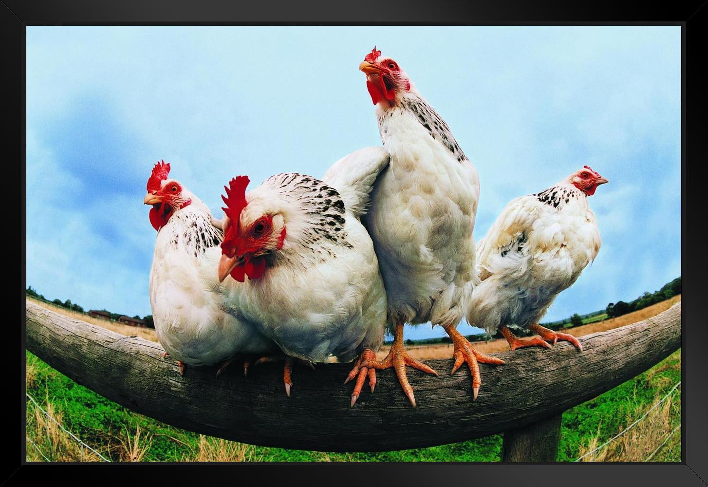 Togetherness Four Chickens on Fence Photo Photograph Chicken Art ...