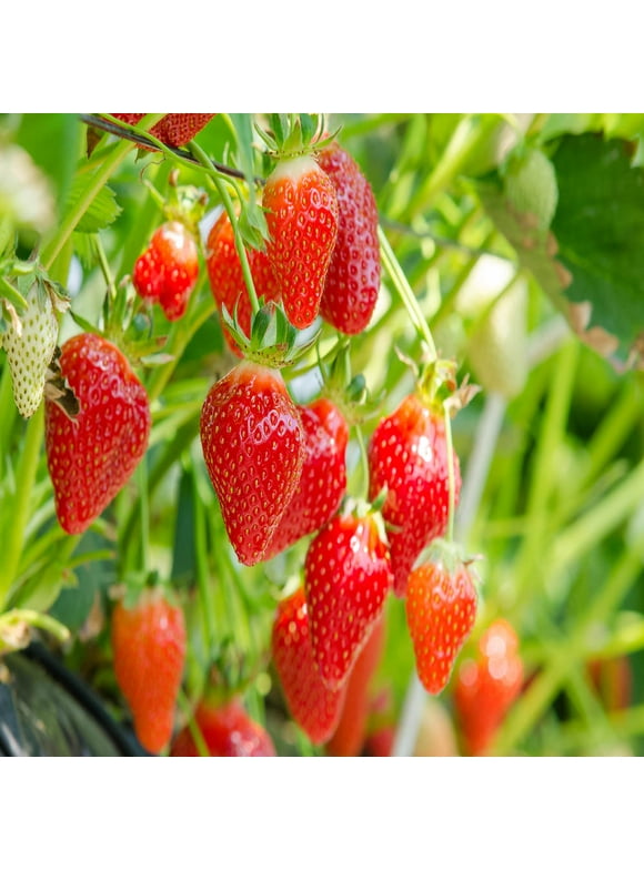 Edible Bulbs in Plant Bulbs - Walmart.com