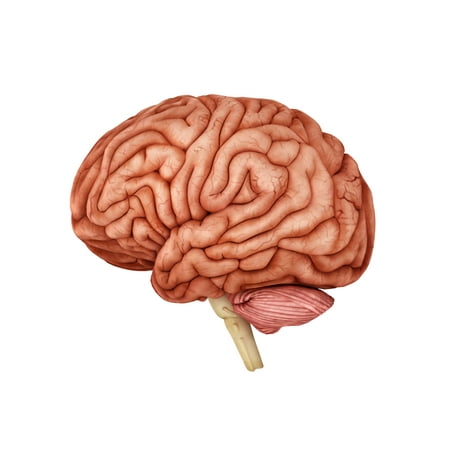 Anatomy of human brain, side view Poster Print (16 x 12) | Walmart Canada