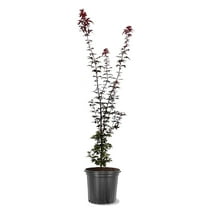 Expert Gardener 2-3 ft. tall Glo Haven Peach Live Tree in 5-Gallon ...