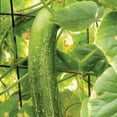 Burpee Chompers Hybrid Cucumber Vegetable Seed, 1-Pack - Walmart.com
