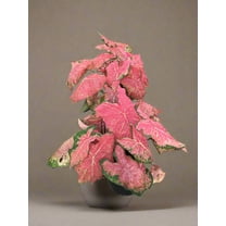 Blue Buddha Farm: Caladium Mix Strap (Strap Leaf Varieties)-8 Bulbs ...