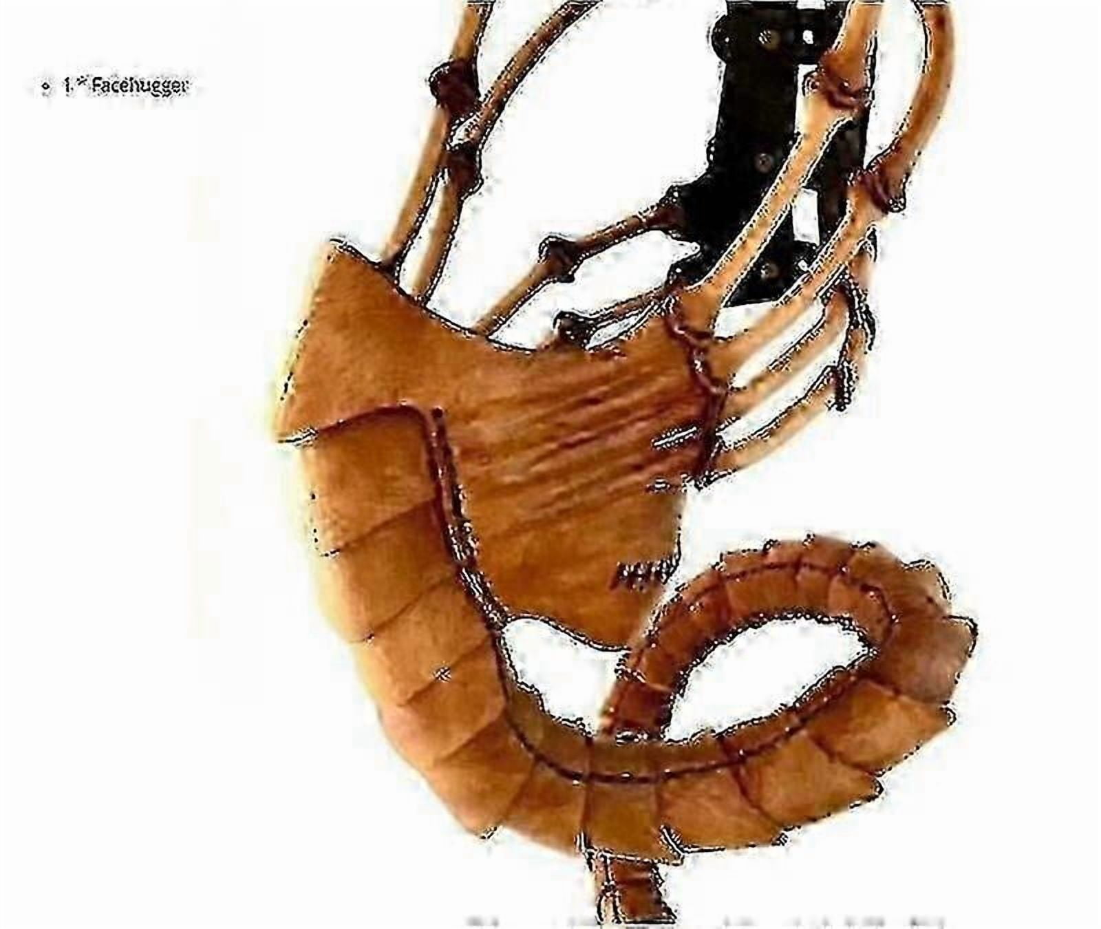 Halloween Mask Facehugger Costume Alien Facehugger Face Mask Face ...