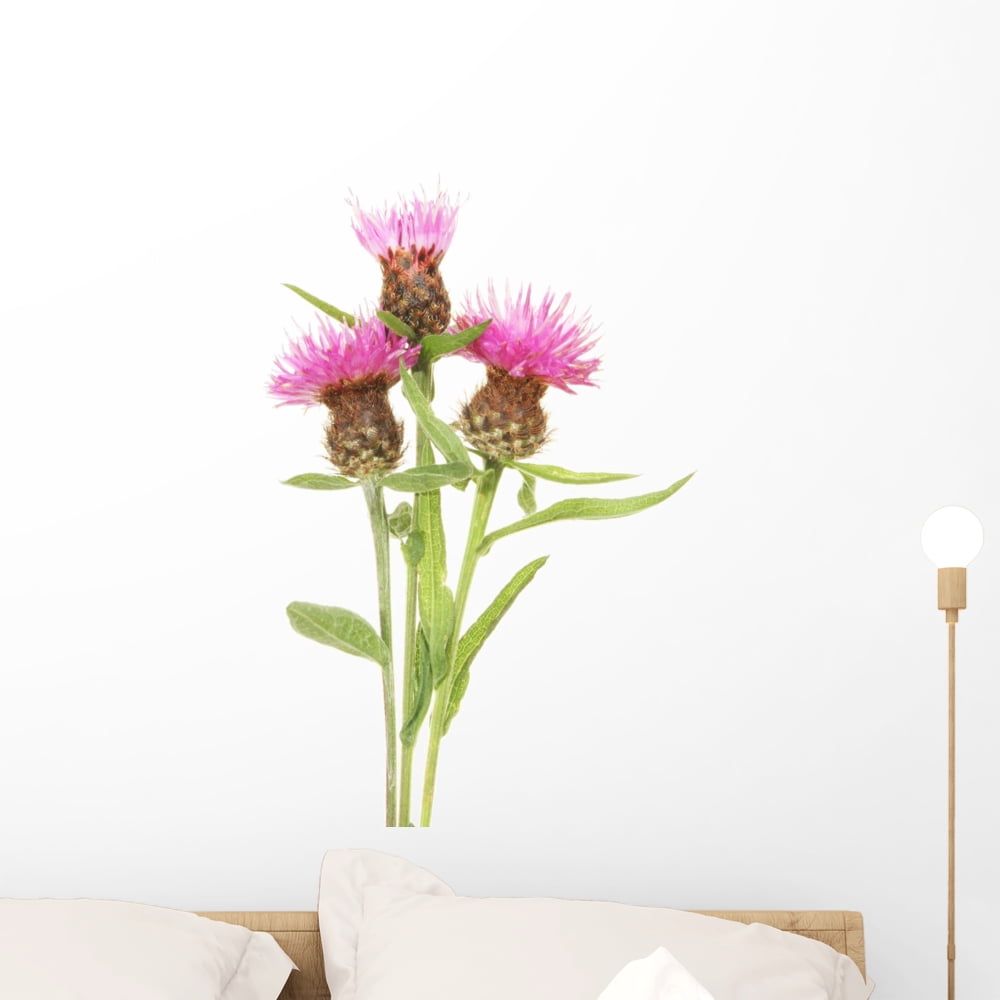 Thistle Flowers Wall Decal by Wallmonkeys Peel and Stick Graphic (24 in ...