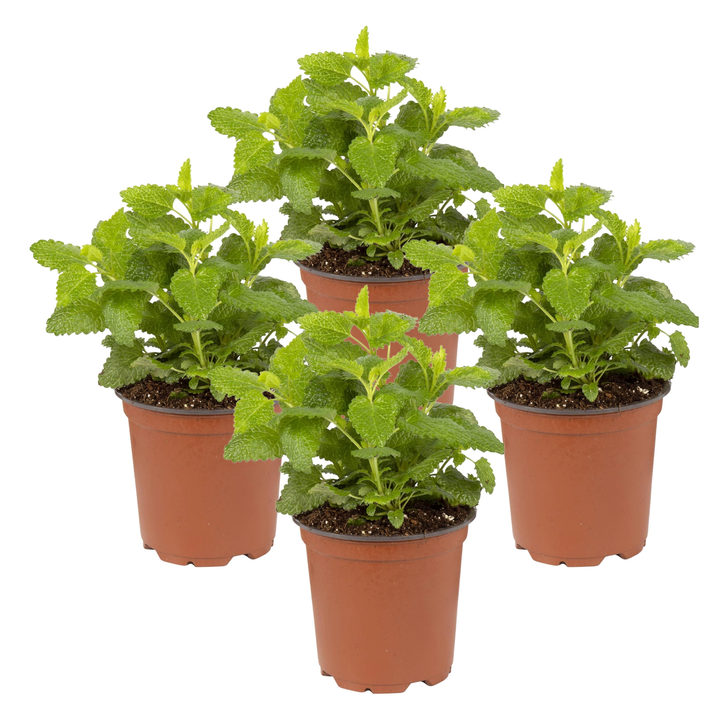 Live Aromatic and Edible Herb - Lemon Balm (4 Per Pack), Naturally ...