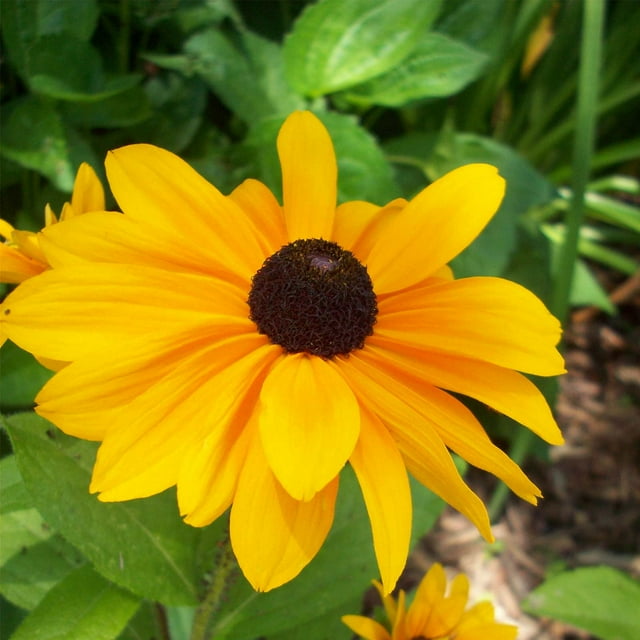 Black-Eyed Susan Flower Seeds - 1 Oz - Perennial Wildflower Garden ...