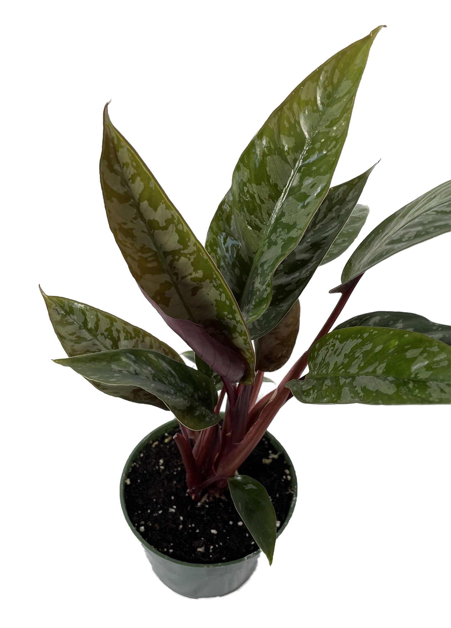 Purple Sword 'Lavallaei' Apoballis Acuminatissima Plant - Easy to Care ...