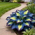 Midnight Blue Heart Hosta-Bulbs For Planting-Perennial Herbs-Premium ...