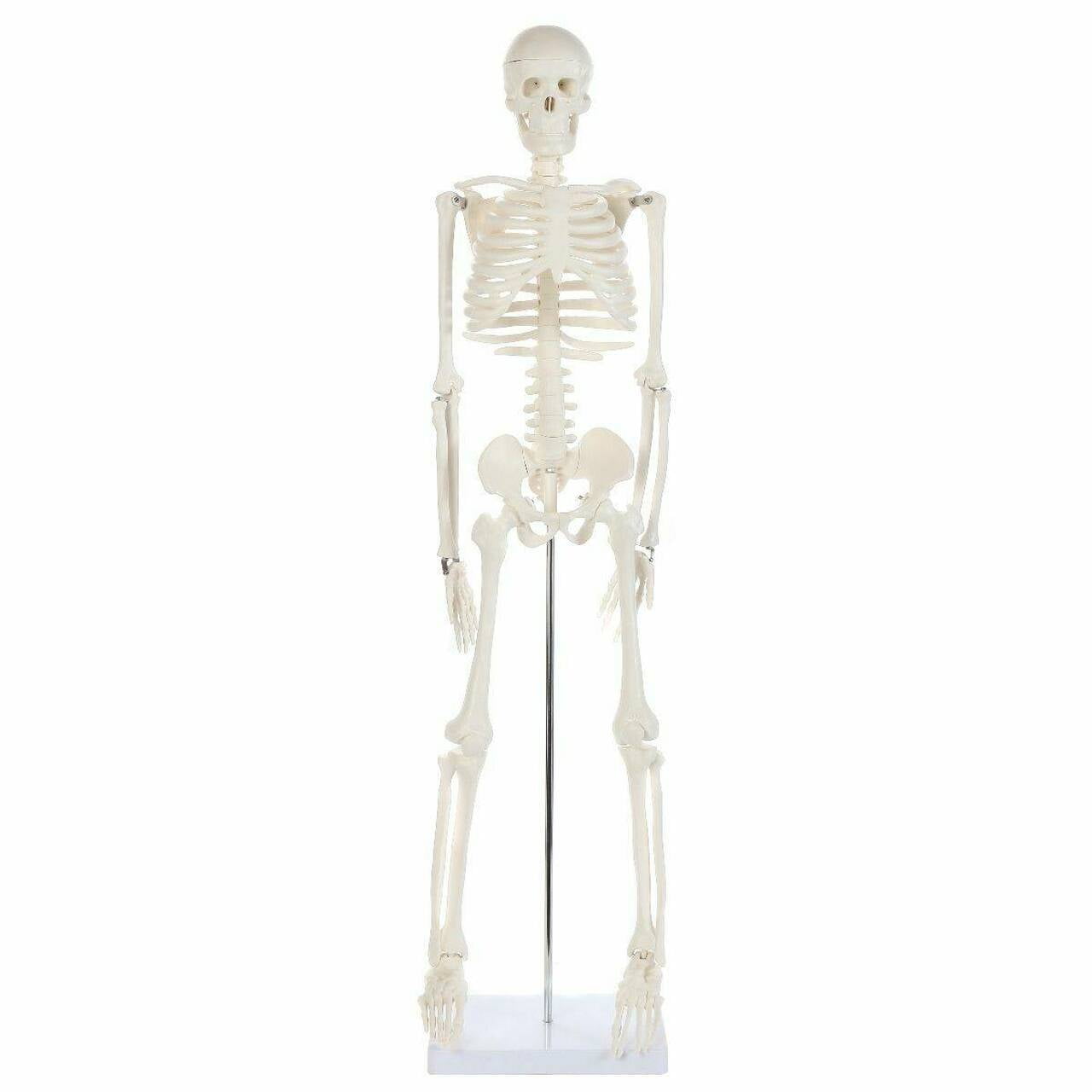 Anatomy Lab Essential Mini 35" Skeleton - Walmart.com