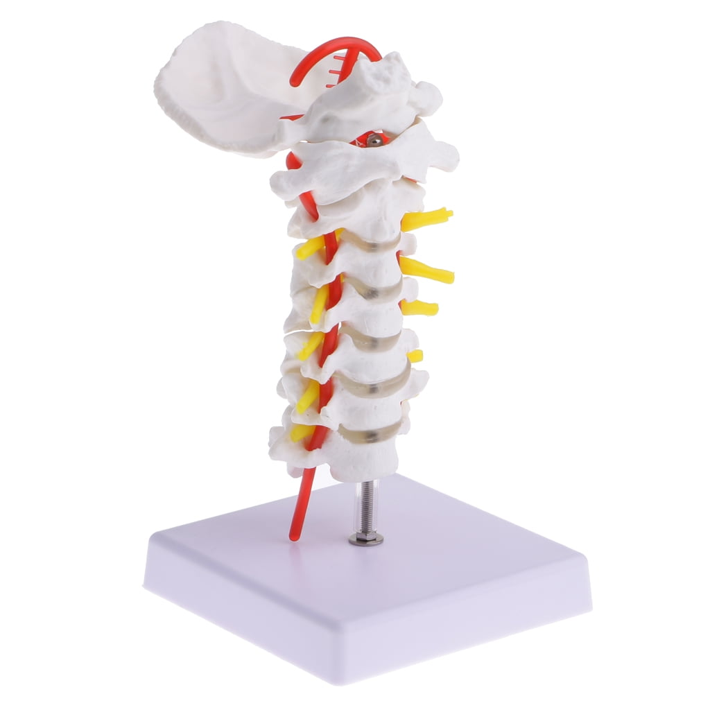 Lifesize Human Cervical Vertebra Spinal Nerves Model with Carotid ...