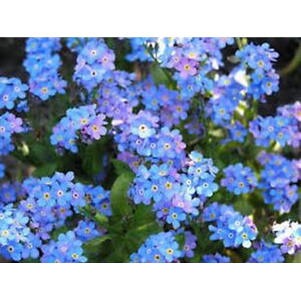 Forget Me Not Seed Packets Bulk
