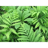 1000 + SENSITIVE FERN Onoclea Sensibilis aka Bead or Sympathy Fern ...