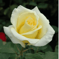 Elina Yellow Light Rose Plant Live, Hybrid Tea Rose Bush Live Plant ...