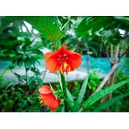 250 GOLDEN MARGUERITE DAISY Dyer's Yellow Chamomile Anthemis Tinctoria ...