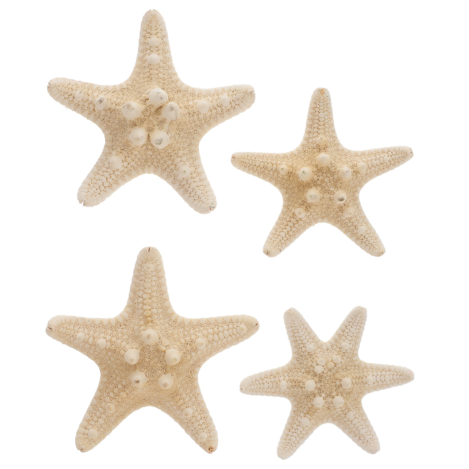 Shell Sea Star Natural Decor Stars Crafts Decoration Conch Nautical ...