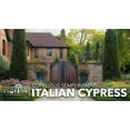 Italian Cypress | 2 Extra Large 3 Gallon Trees | Cupressus sempervirens ...