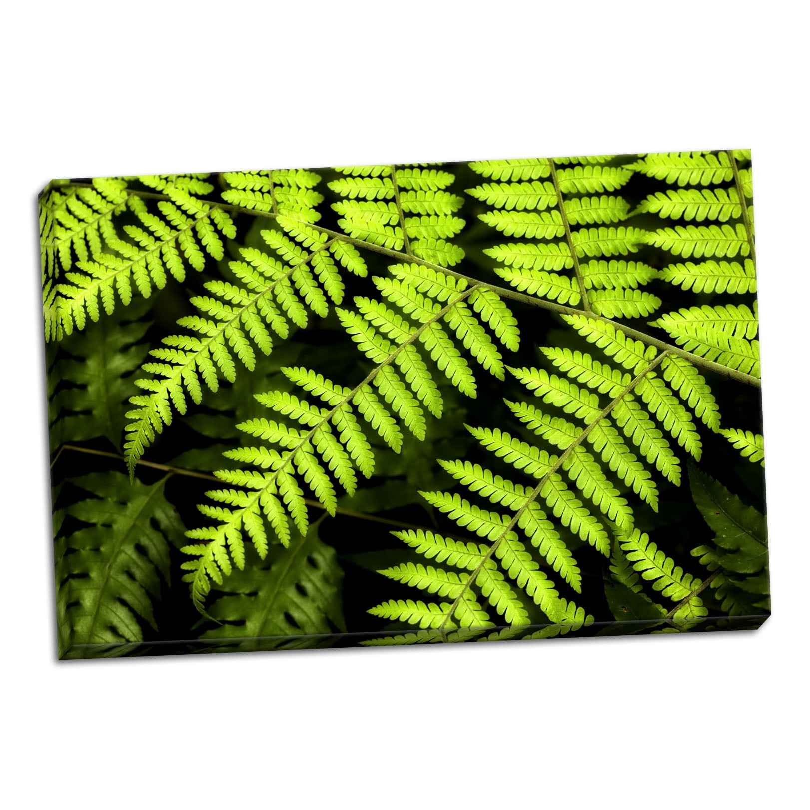Gango Home Decor Fern Patterns by Larry Malvin (Ready to Hang); One ...