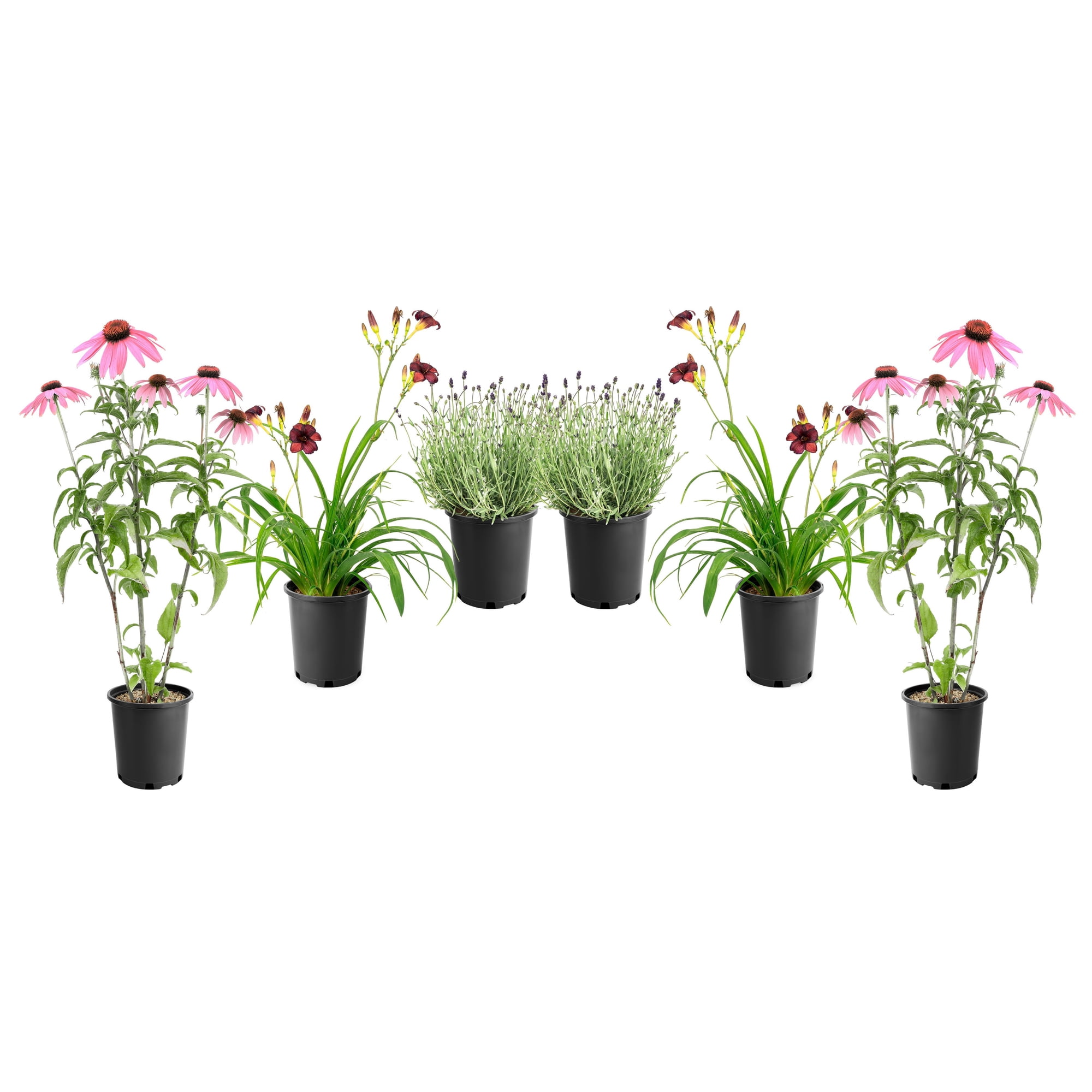 Click here for Landscp Essentials 1 Gallon Summer Garden Shrub 6... prices