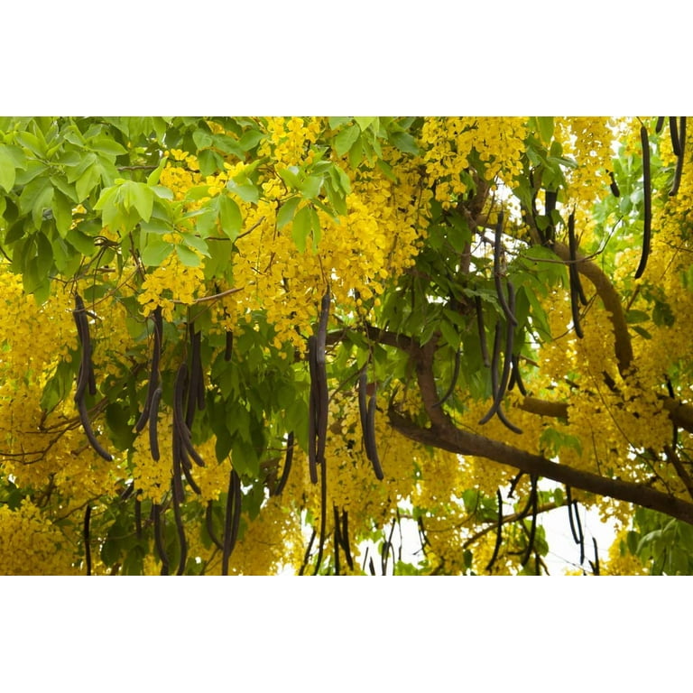 Shonalu, Golden Shower Tree, Cassia Fistula, 50% OFF