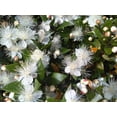 20 TRUE MYRTLE Myrtus Communis aka Common & Sweet Myrtle Fragrant White ...
