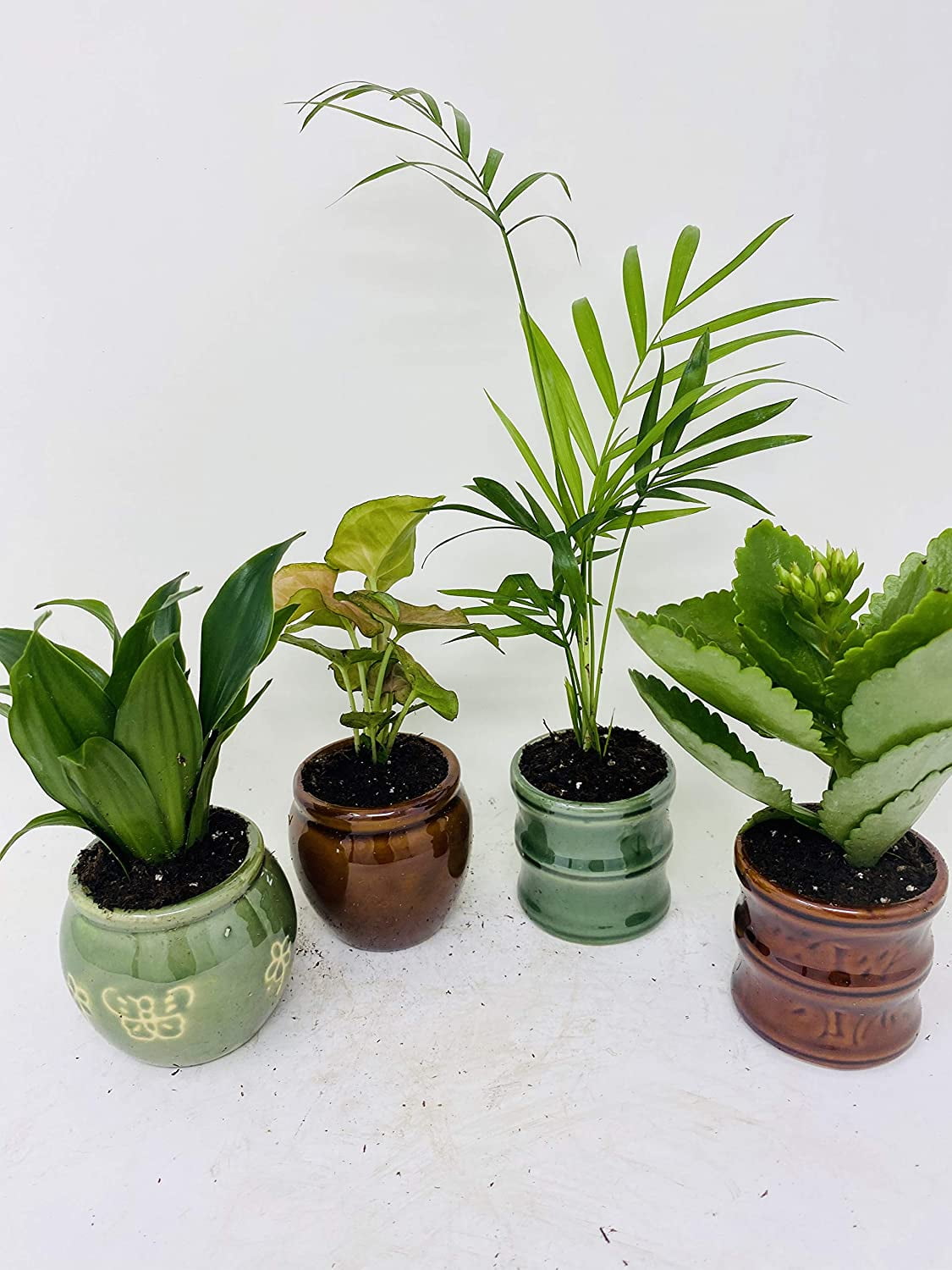 Miniature Garden Plants -3 Plants in 3" ceramic pots by jmbamboo ...