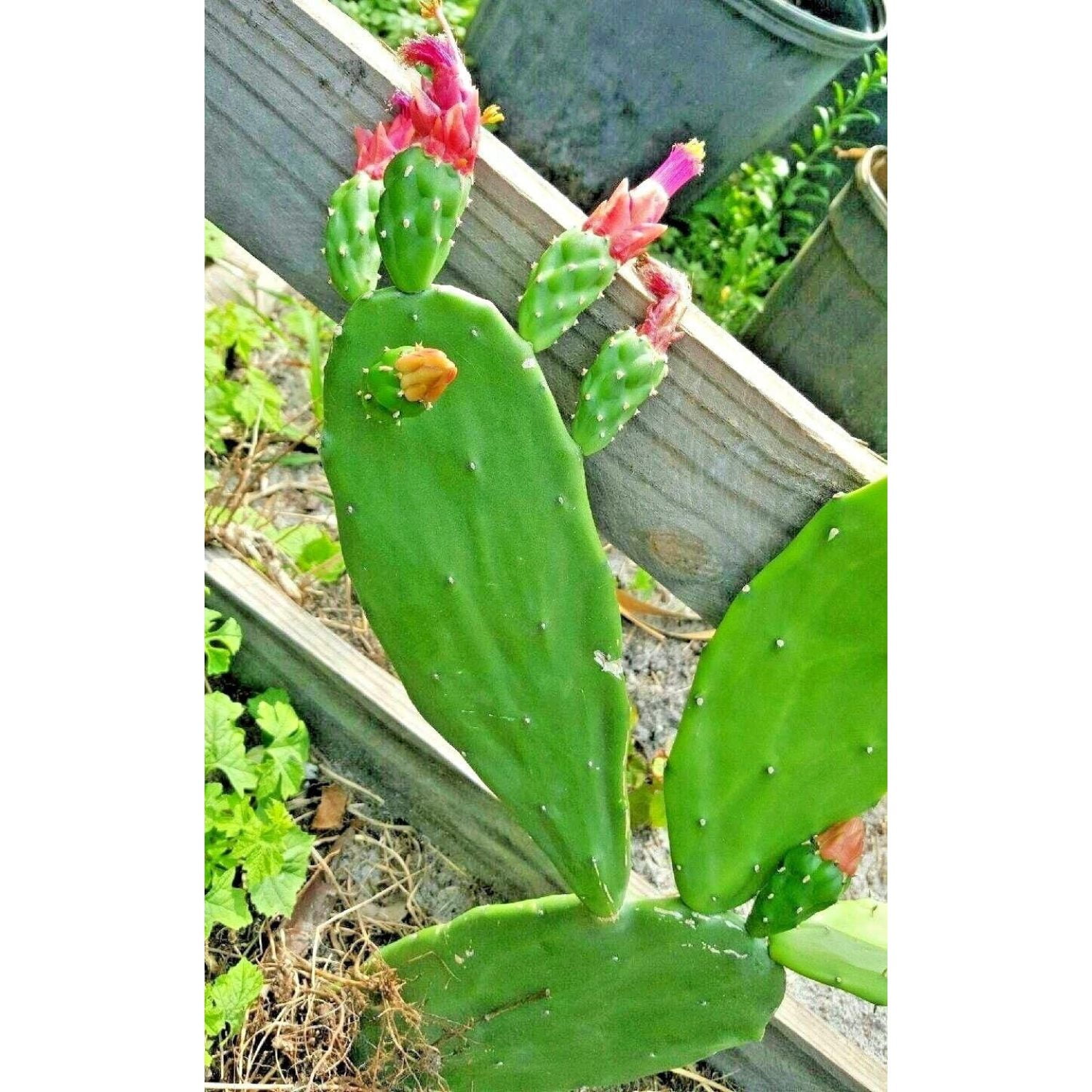 Barbara Bilotta, 6 Pads Spineless Thornless Edible Nopales Prickly Pear ...