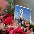 3drose, Grey Pacific Pelican with Blue Sky Water - California, Pacific ...