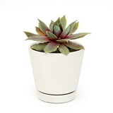 Sempervivum Red Lion (4"+ Plastic Pot) - Tiny, Lovely, Easy to Care ...