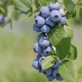 100+ Blueberry Seeds for Planting… - Walmart.com