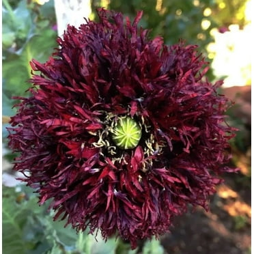 California Poppy, 100+ Seeds, Beautiful Bright Orange, Perfect Poppies ...
