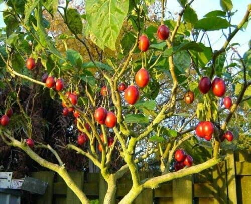 Tomato Tree Bonsai Seeds for Planting - 10 Rare Seeds - Tamarillo ...