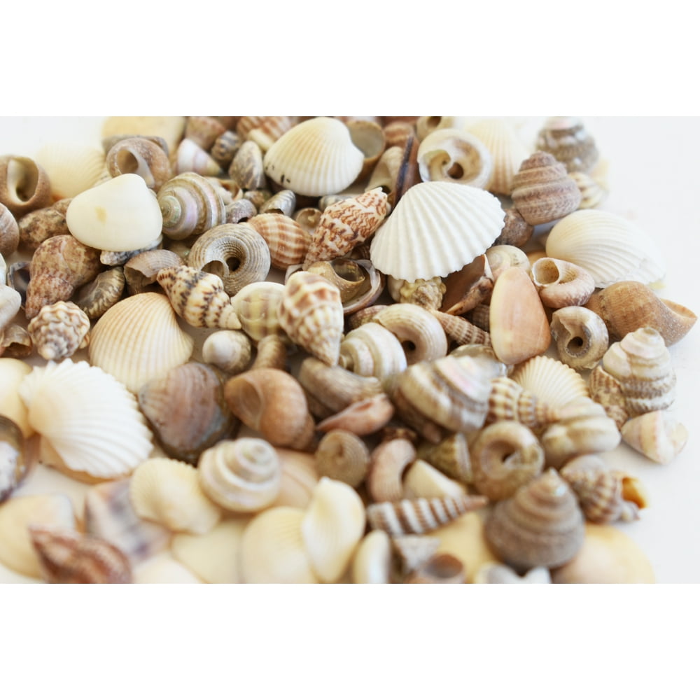 Bulk 1/2 Lb (600+) Tiny Indian Ocean Shells Mix Mini Shells 1/4 ...