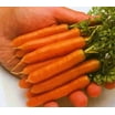 Vegetable Seeds-Little Fingers Carrot- 100 Seeds- Extra Sweet - Baby ...