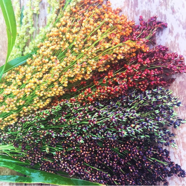 Flower Corn