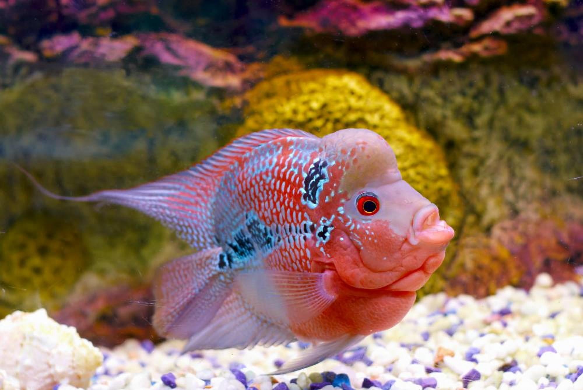 Wallmonkeys Flowerhorn Cichlid Fish Peel and Stick Wall Decals Mural ...