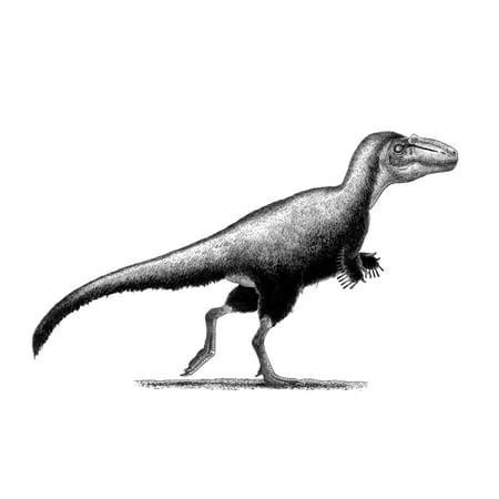 Black ink drawing of Teratophoneus curriei. Teratophoneus curriei was a ...